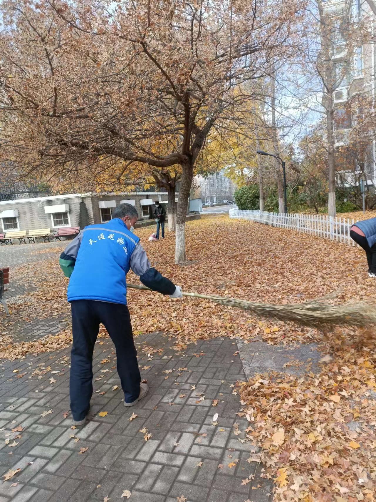 遍地落叶美、保洁清扫忙-天通苑社区网